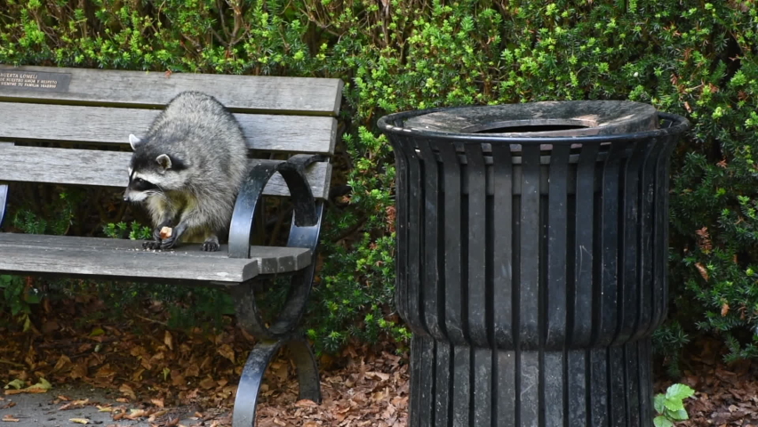 874 Nuisance wildlife Stock Video Footage - 4K and HD Video Clips ...