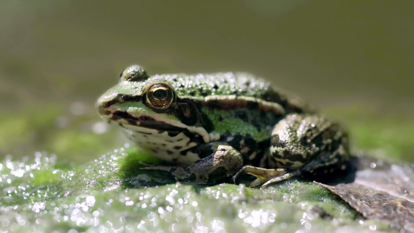Green Frog Sitting on the Ground on rocks image - Free stock photo ...