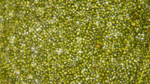 Chloroplast Under Microscope Chloroplasts Plant Cells Stock Footage ...