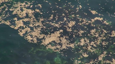 Bloom Bluegreen Algae Nodularia Spumigena Clusters Stock Footage Video ...