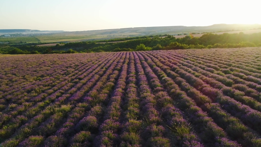 top view lavender fields sun shot Stock Footage Video (100% Royalty ...