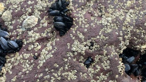 Black Shellfishs On Rock Coastal Environment Stock Footage Video (100% ...