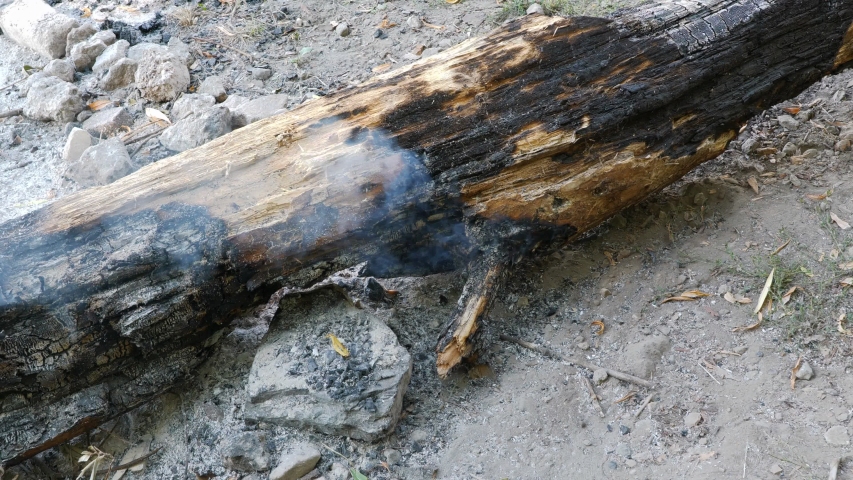 burned tree log still hot smoking Stock Footage Video (100% Royalty ...
