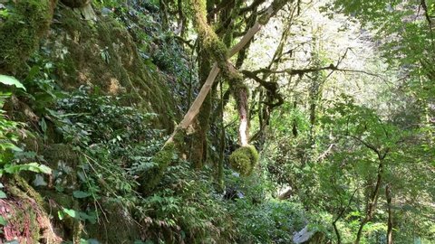 Common Wormwood Artemisia Vulgaris Stock Footage Video (100% Royalty ...