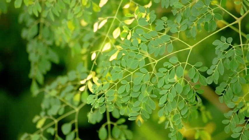 Moringa or Drumstick Tree After Stock Footage Video (100% Royalty-free ...