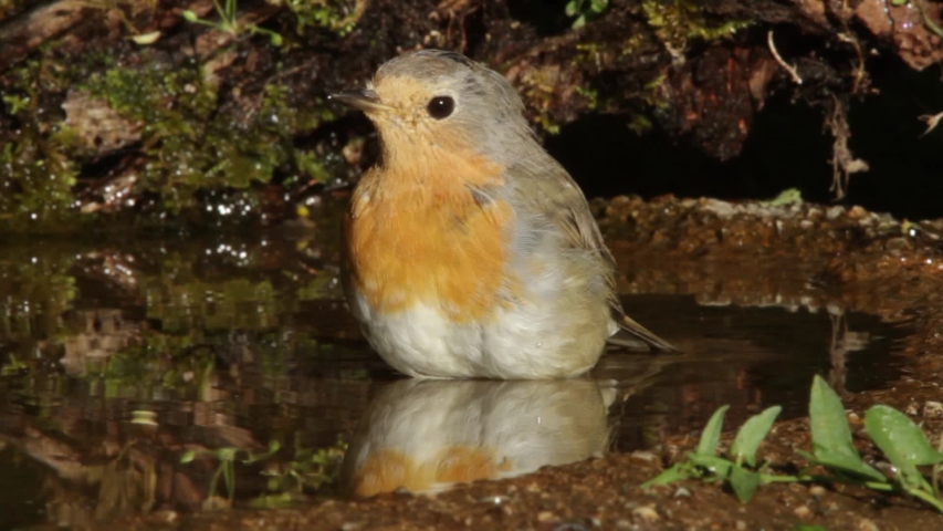 Robin bird bath Stock Video Footage - 4K and HD Video Clips | Shutterstock