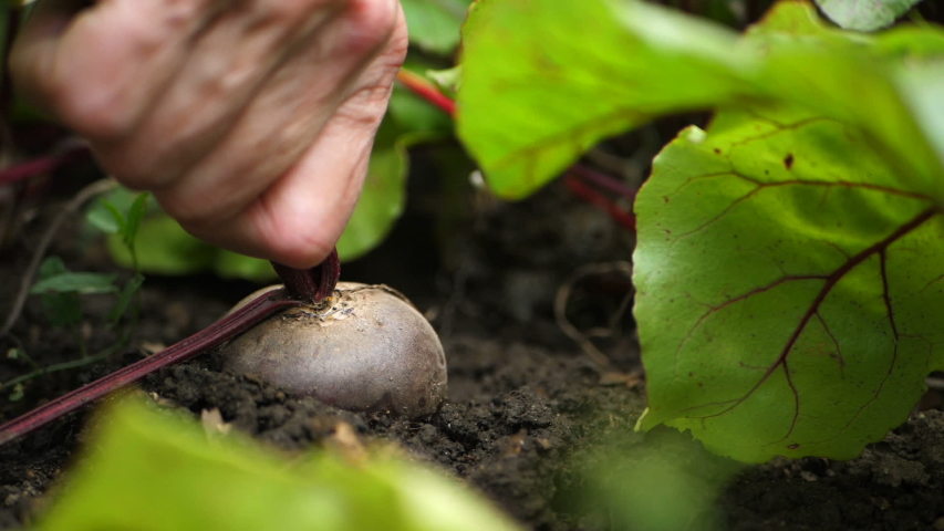 man pulls beets out ground slow Stock Footage Video (100% Royalty-free ...