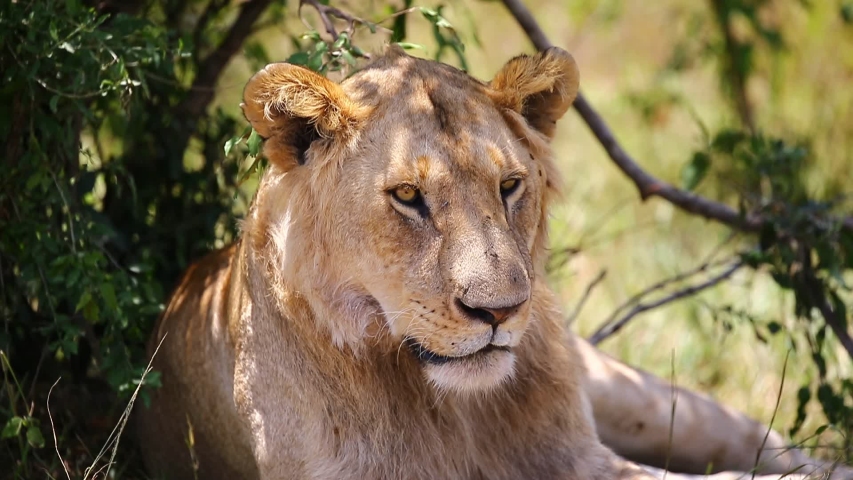 Lions Photo Stock Video Footage - 4K and HD Video Clips | Shutterstock