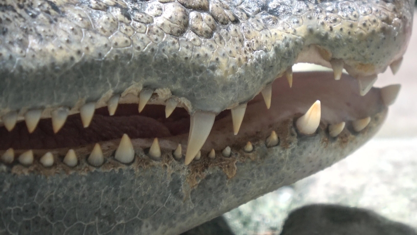 Alligator Skin Disease Stock Video Footage - 4K and HD Video Clips ...