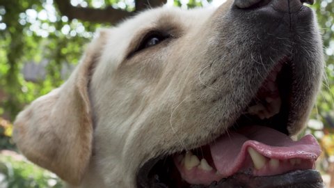 Labrador Retriever Dog Face Closeup Orbit Stock Footage Video (100% ...