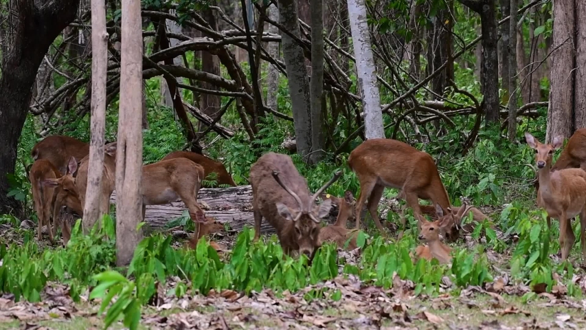 eld's deer endangered species due habitat Stock Footage Video (100% ...