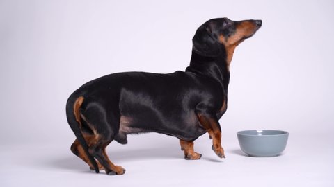 Animal Dog Dachshund Side View During Stock Footage Video (100% Royalty ...