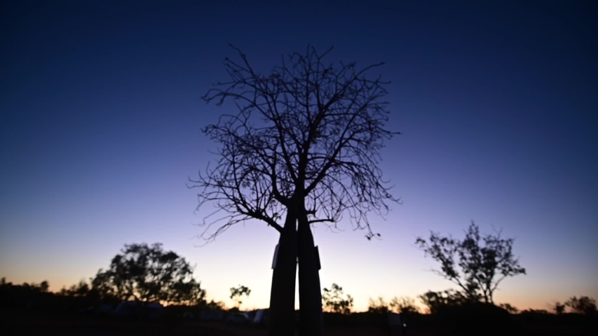 Boab Tree Sunset Stock Video Footage - 4K and HD Video Clips | Shutterstock