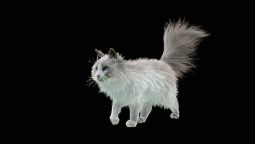 cat cg fur 3d rendering animal Stock Footage Video (100% Royalty-free ...