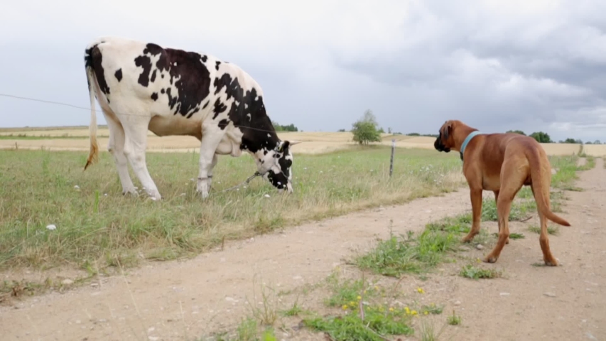boxer dog playing cow meadow Stock Footage Video (100% Royalty-free ...