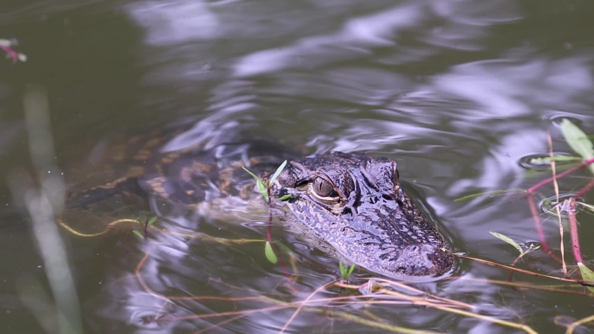 Baby Alligator Closeup macro image - Free stock photo - Public Domain ...