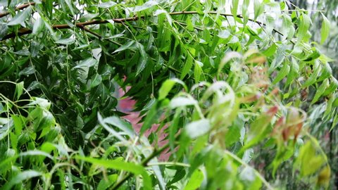 Azadirachta Indica Plant Called Neem Swaying Stock Footage Video (100% ...