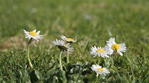 Childs Hand Reaching Down Plucking Daisy Stock Footage Video (100% ...
