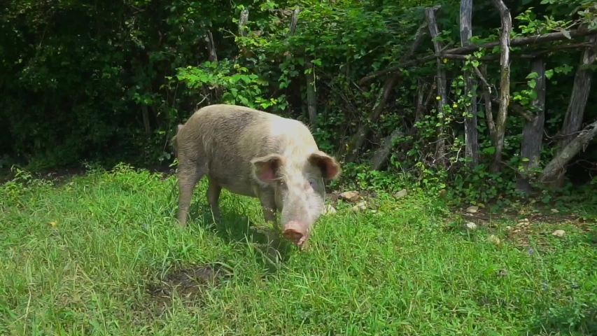 A Pig Eats Green Grass Stock Footage Video (100% Royalty-free ...