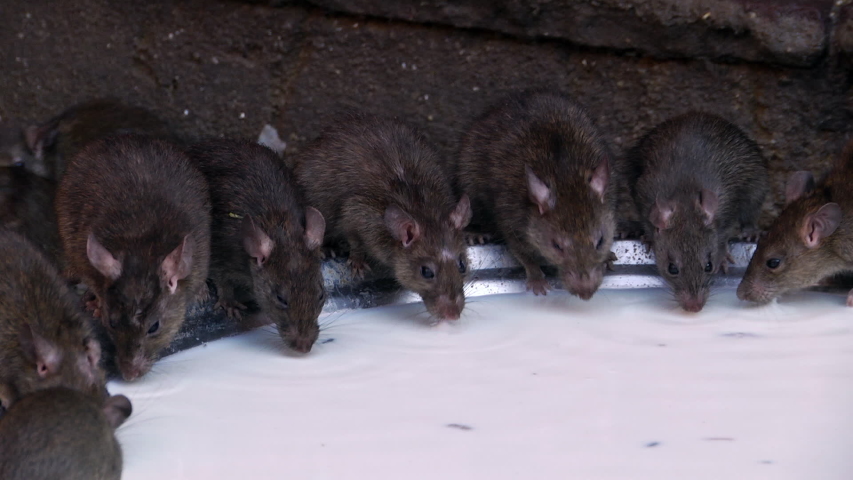 Rats Drinking Milk Offering in Stock Footage Video (100% Royalty-free ...