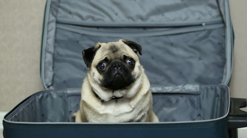 funny cute pug dog do fitness Stock Footage Video (100% Royalty-free ...