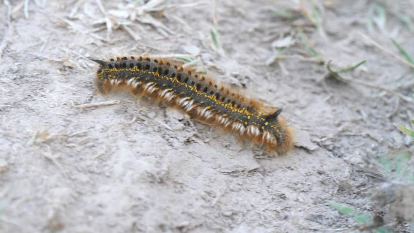 Furry Caterpillar crawling on the ground image - Free stock photo ...