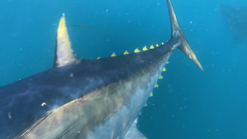 Footage Bluefin Tuna Fish Eating On Stock Footage Video (100% Royalty ...