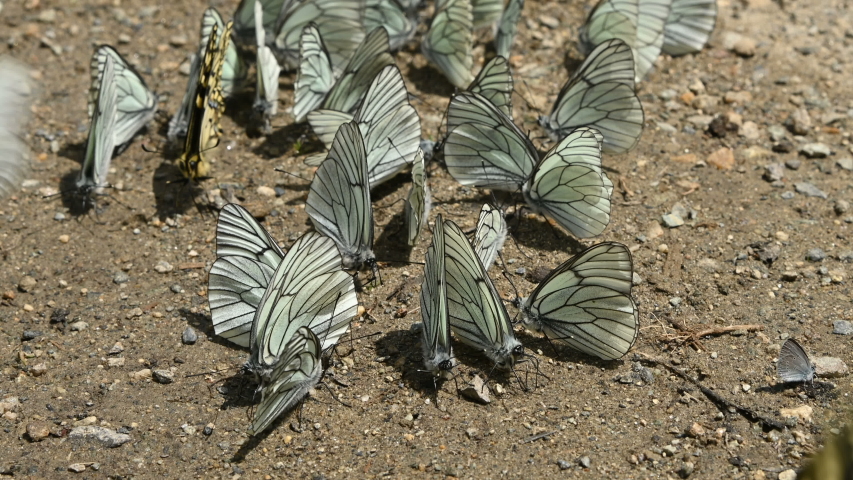 close-up group butterflies cyan wings that Stock Footage Video (100% ...