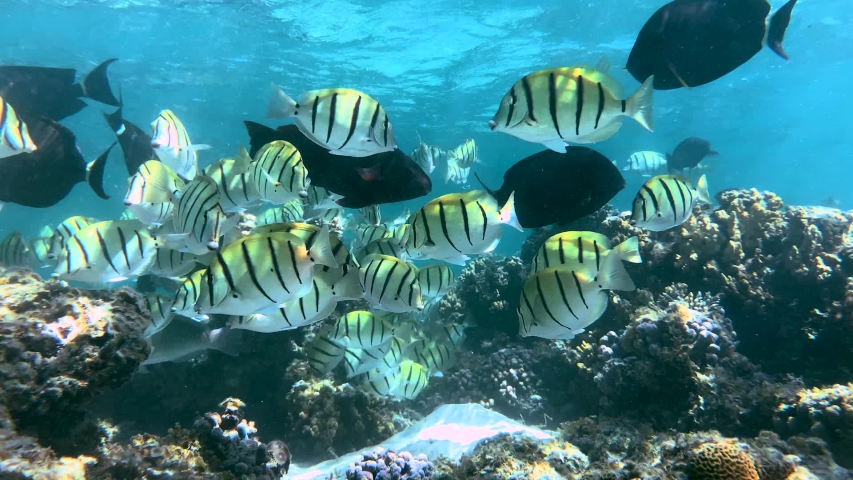 Convict Surgeon Fish Stock Video Footage - 4K and HD Video Clips ...