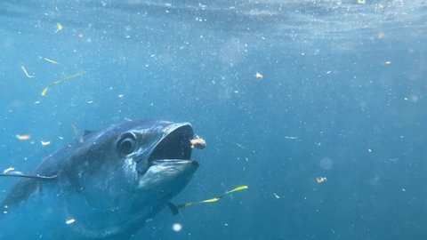 Footage Bluefin Tuna Fish Eating On Stock Footage Video (100% Royalty ...