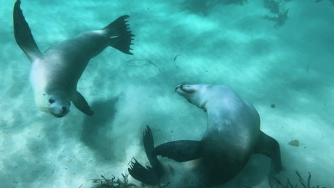 Beautiful Seals Playing Each Other Turquoise Stock Footage Video (100% ...