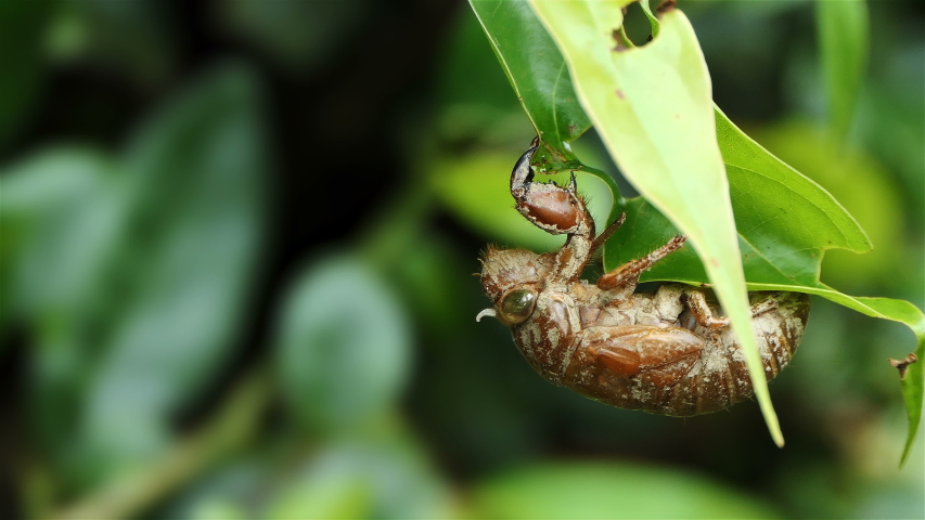 Beetle Camouflage Stock Video Footage - 4K and HD Video Clips ...