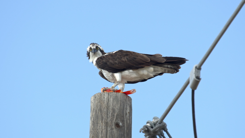 Osprey Carrying Fish image - Free stock photo - Public Domain photo ...