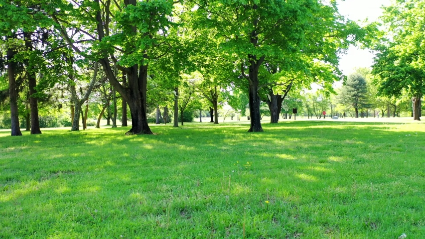 this video shows views beautiful tree Stock Footage Video (100% Royalty ...