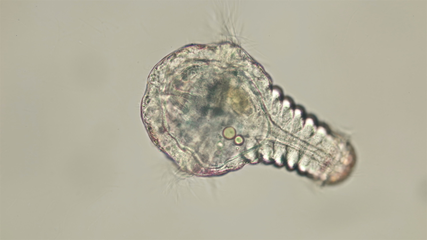 Early Sea Creatures image - Free stock photo - Public Domain photo ...