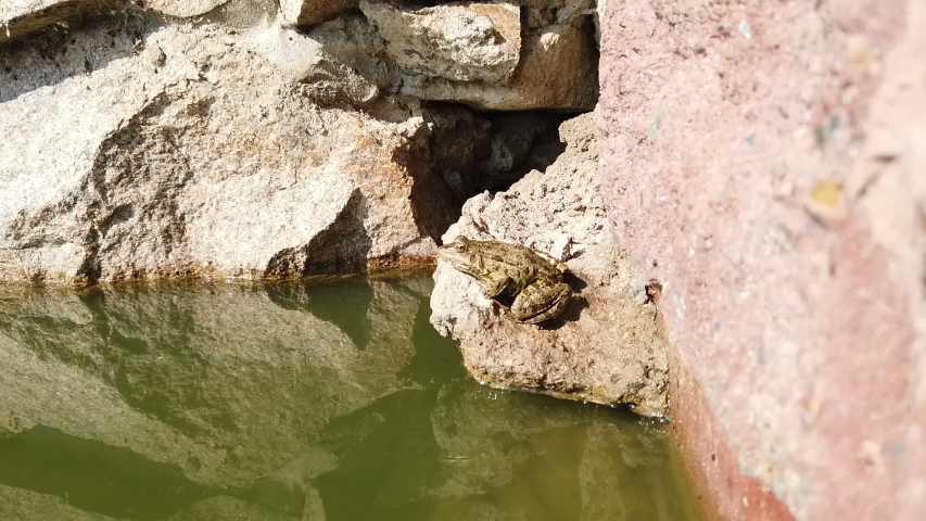 Green Frog Sitting on the Ground on rocks image - Free stock photo ...