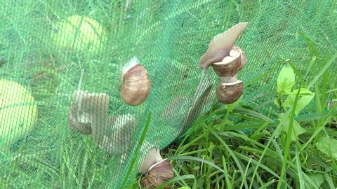 Plenty French Traditional Snails Grape Snail Stock Footage Video (100% ...