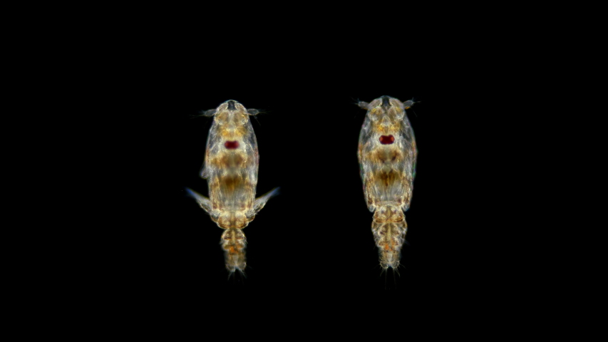 Sea Lice Stock Video Footage - 4K and HD Video Clips | Shutterstock