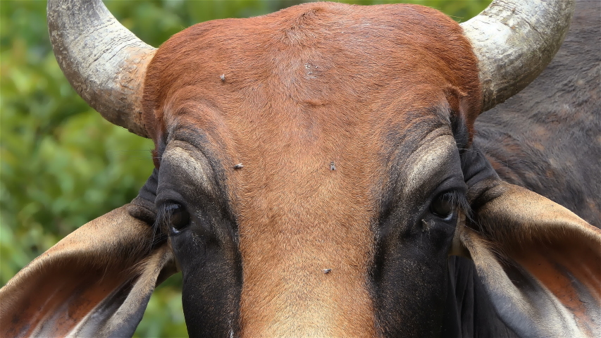 angry bull looking camera close eyes Stock Footage Video (100% Royalty ...
