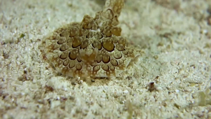 Sea slug mating mollusk Stock Video Footage - 4K and HD Video Clips ...