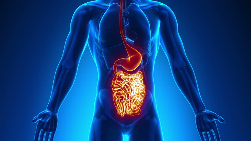 male anatomy - human guts scan Stock Footage Video (100% Royalty-free ...