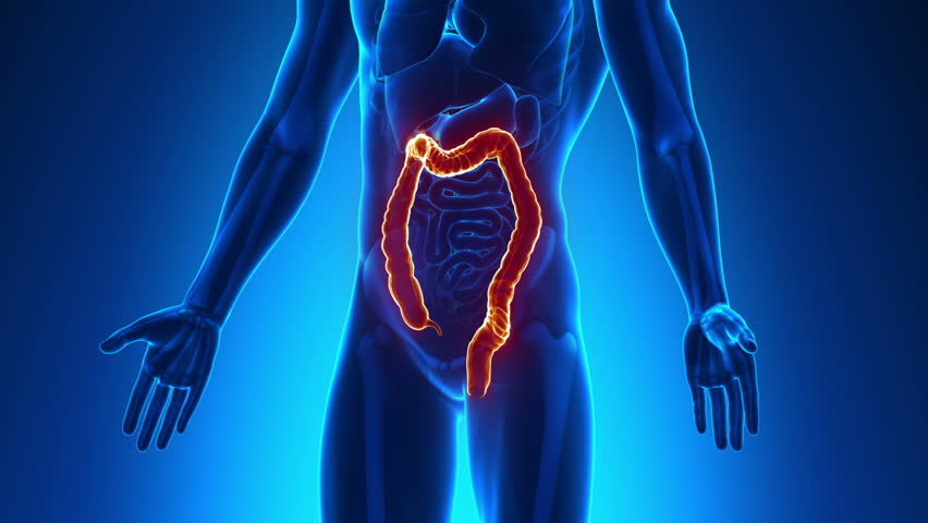 male anatomy - human colon scan Stock Footage Video (100% Royalty-free ...