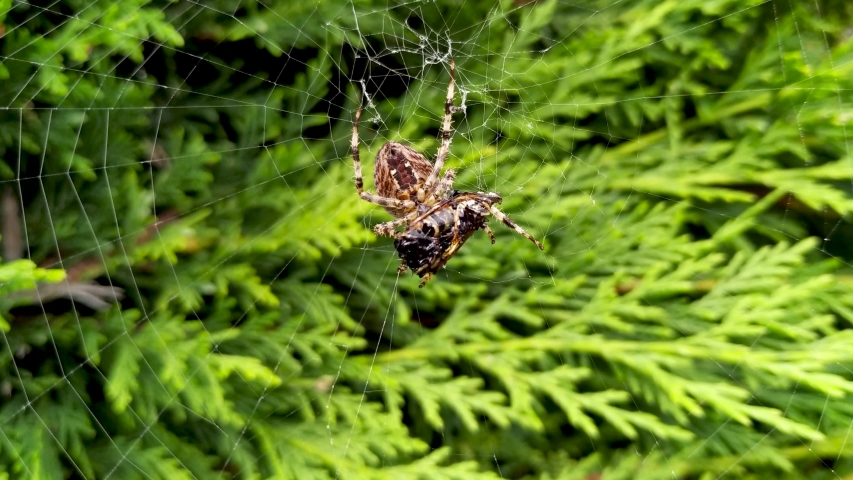 Spider Eating a Bee image - Free stock photo - Public Domain photo ...