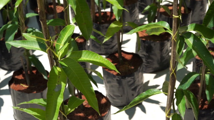 young mango tree nursery seedlings Stock Footage Video (100% Royalty ...