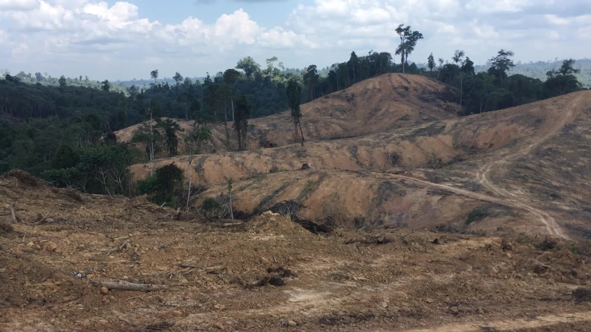 Hutan malaysia Stock Video Footage - 4K and HD Video Clips | Shutterstock