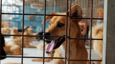 Portrait Sad Mixed Breed Dog Behind Stock Footage Video (100% Royalty ...