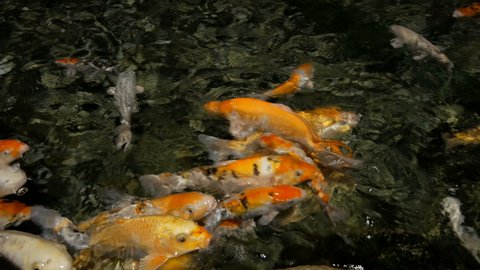 Koi Jinli Nishikigoi Decorative Fish Fish Stock Footage Video (100% ...