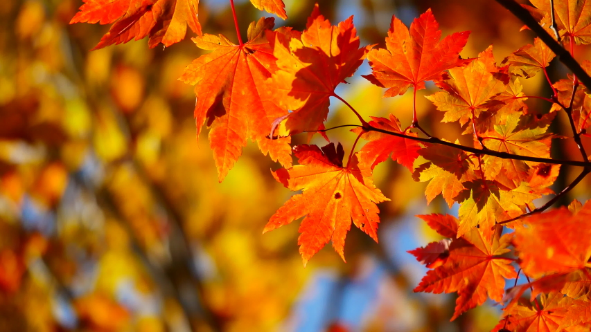 autumn leaves falling slow motion sun Stock Footage Video (100% Royalty ...