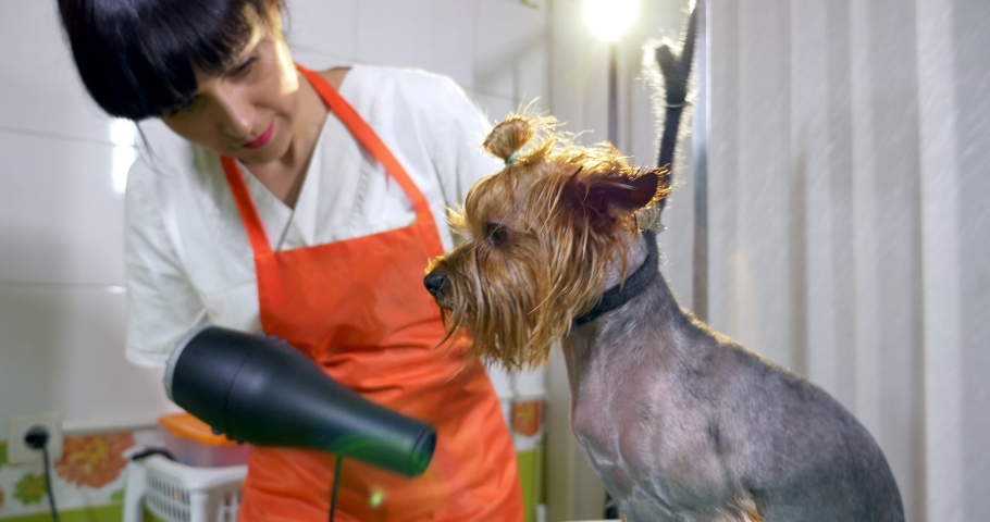 Dog Grooming in Salon. Professional Stock Footage Video (100% Royalty ...