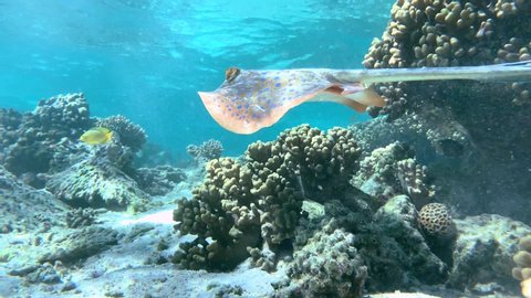 over under sea surface sharkstropical fish Stock Footage Video (100% ...